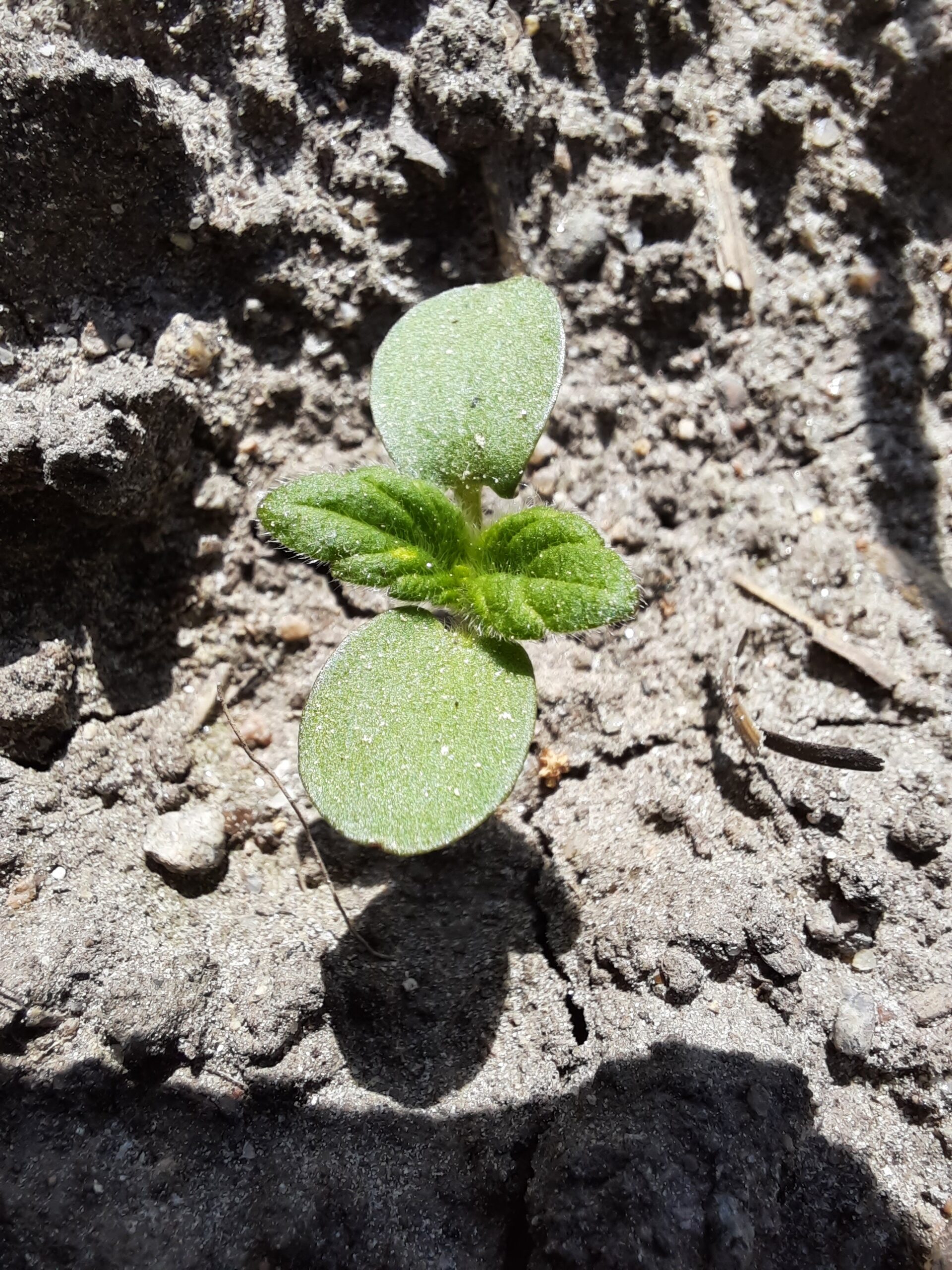 Tunnistusvisa! Tunnistatko nämä 10 rikkakasvia taimiasteella? - AGRImedia