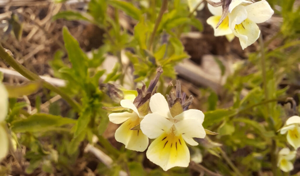 Pelto-orvokki on yleisin kevätviljapeltojen rikkakasvi - kylänurmikka ...
