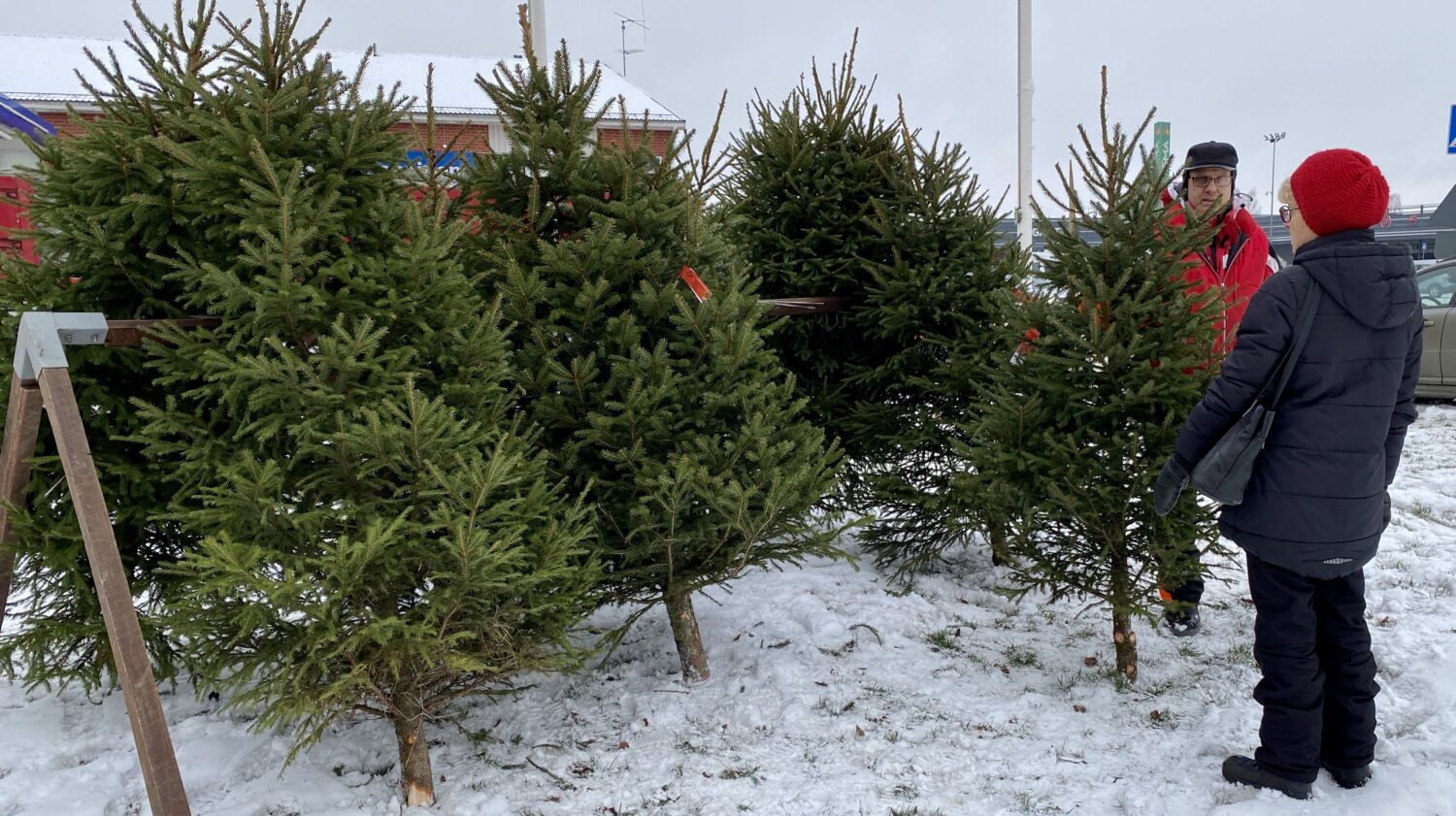 Millaisen kuusen voi hankkia joulukuusiluvalla? – Testaa tietosi, vko ...