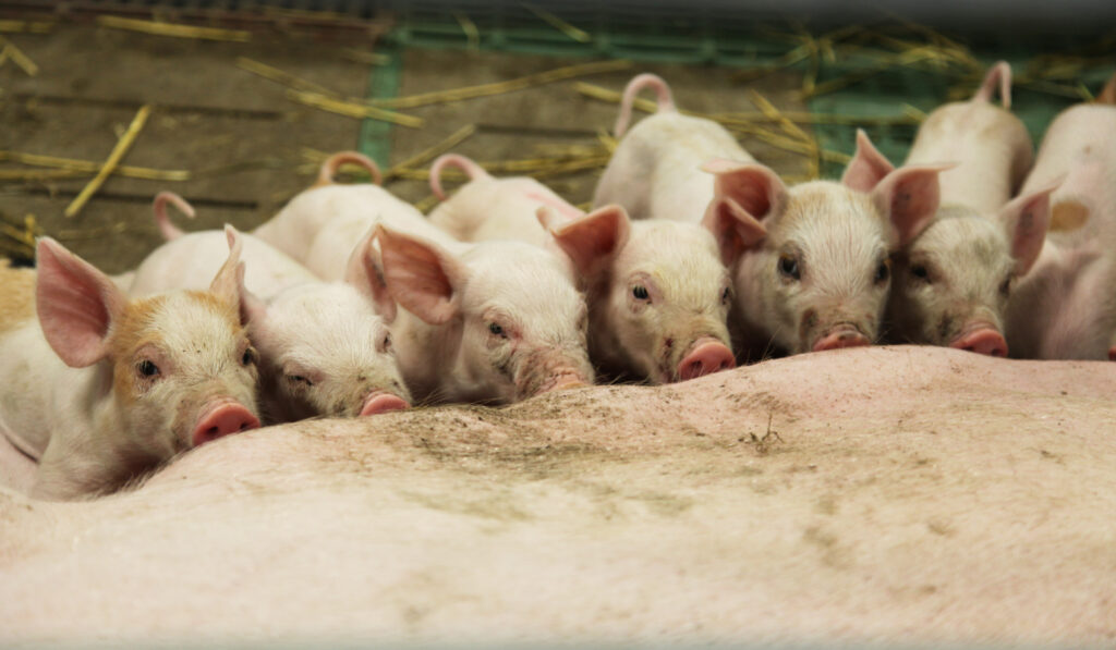 Sikayrittäjien Ari Berg: Toivoisin, että selvittäisiin 10 prosentin ...
