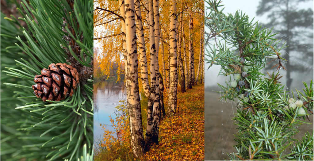 Mikä on Suomen kansallispuu? - Testaa tietosi, vko 45/22 - AGRImedia