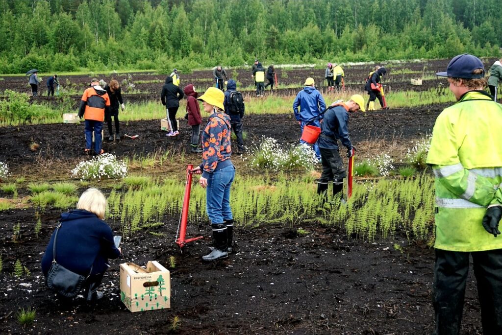 Puuni Oy istuttaa hiilinielupuita kuntien joutomaille - AGRImedia