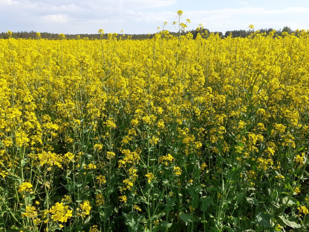 Öljynpuristamot haluavat rypsin ja rapsin viljelyalan kasvavan Suomessa ...