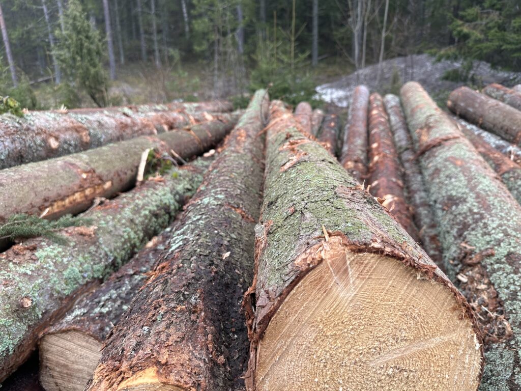 Puun käyttö kääntyy tänä vuonna kasvuun, PTT:n ennuste kertoo – Se ...