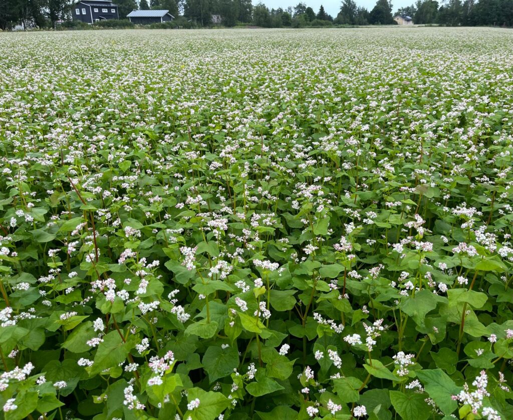 Tattari monipuolistaa puhdaskauran viljelykiertoa Kartanon tilalla ...